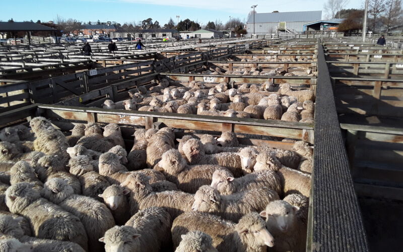 Are light store lambs worth the gamble?