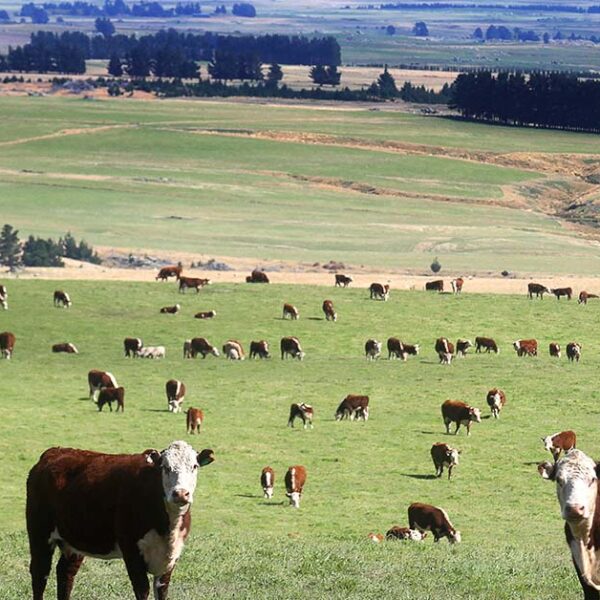 Numbers underpin regenerative dairy farming success