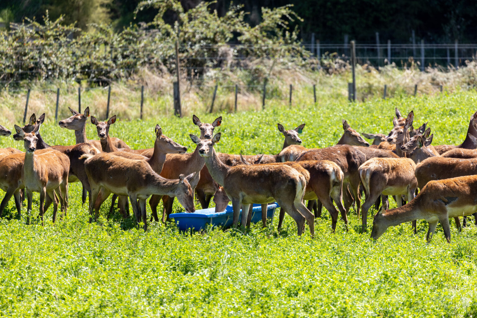 Deer milk proves to be a high-value venture for a Taupō farm
