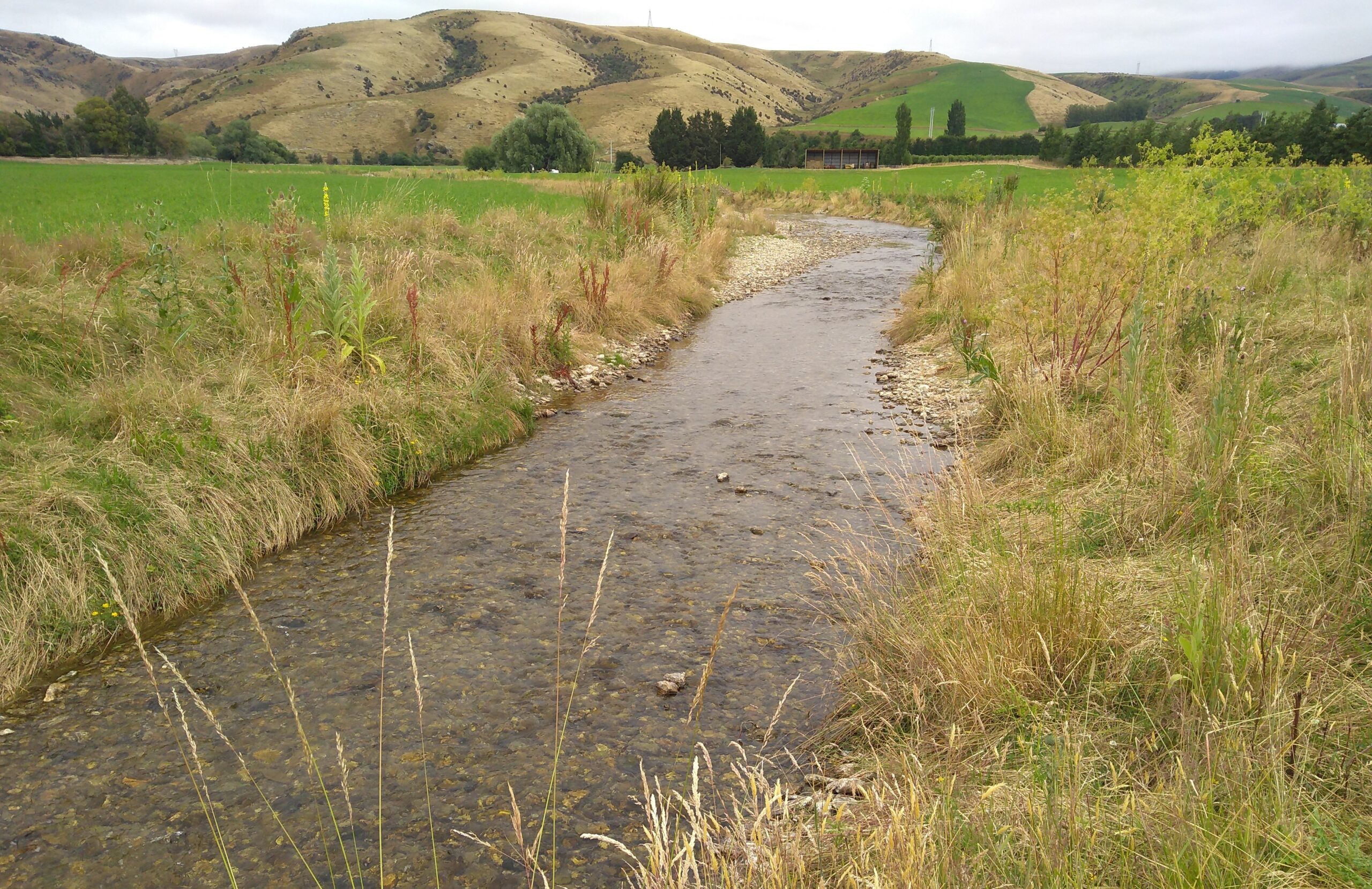 Key Otago trout spawning streams identified