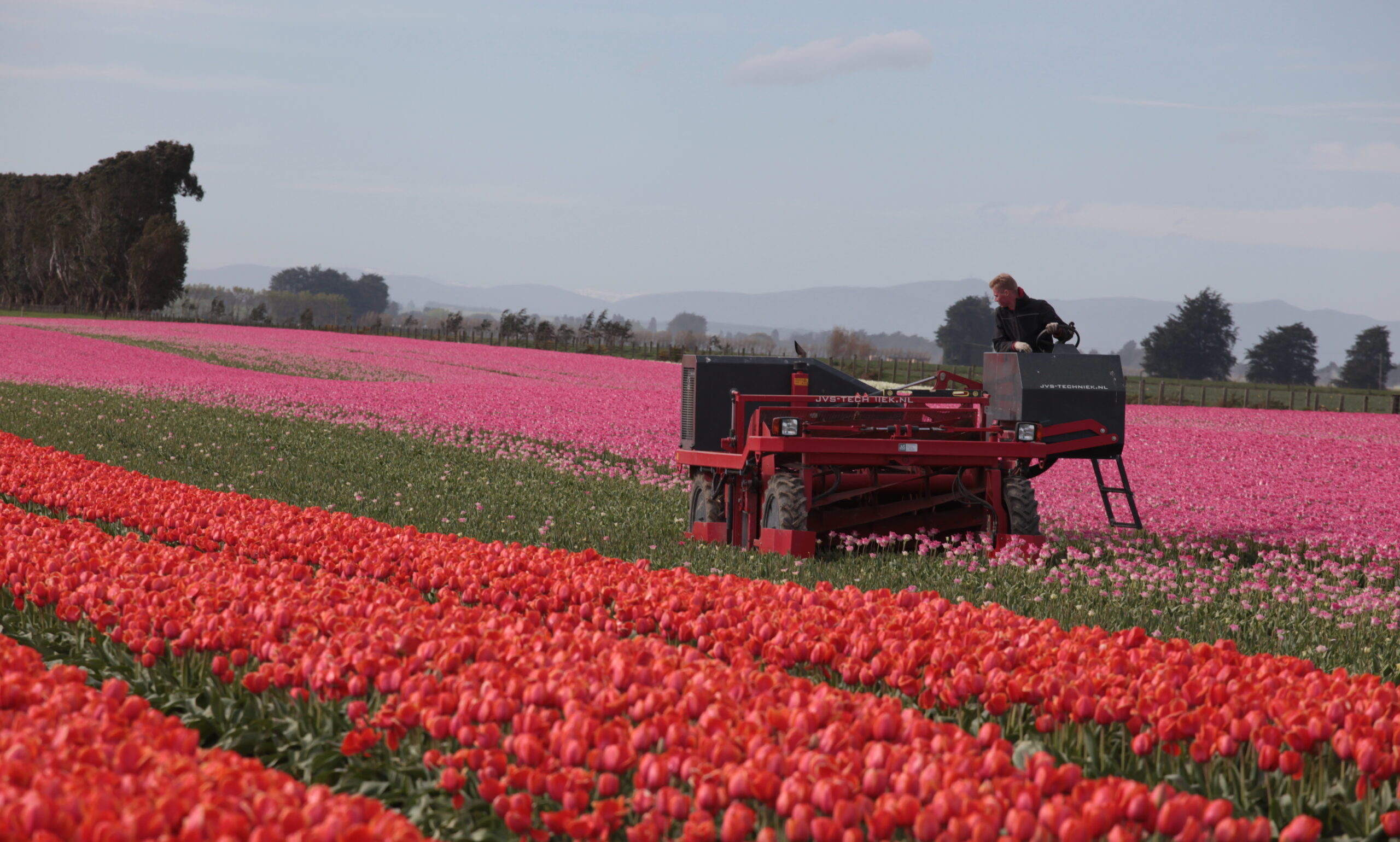How a Southland tulip farm grows a blooming business