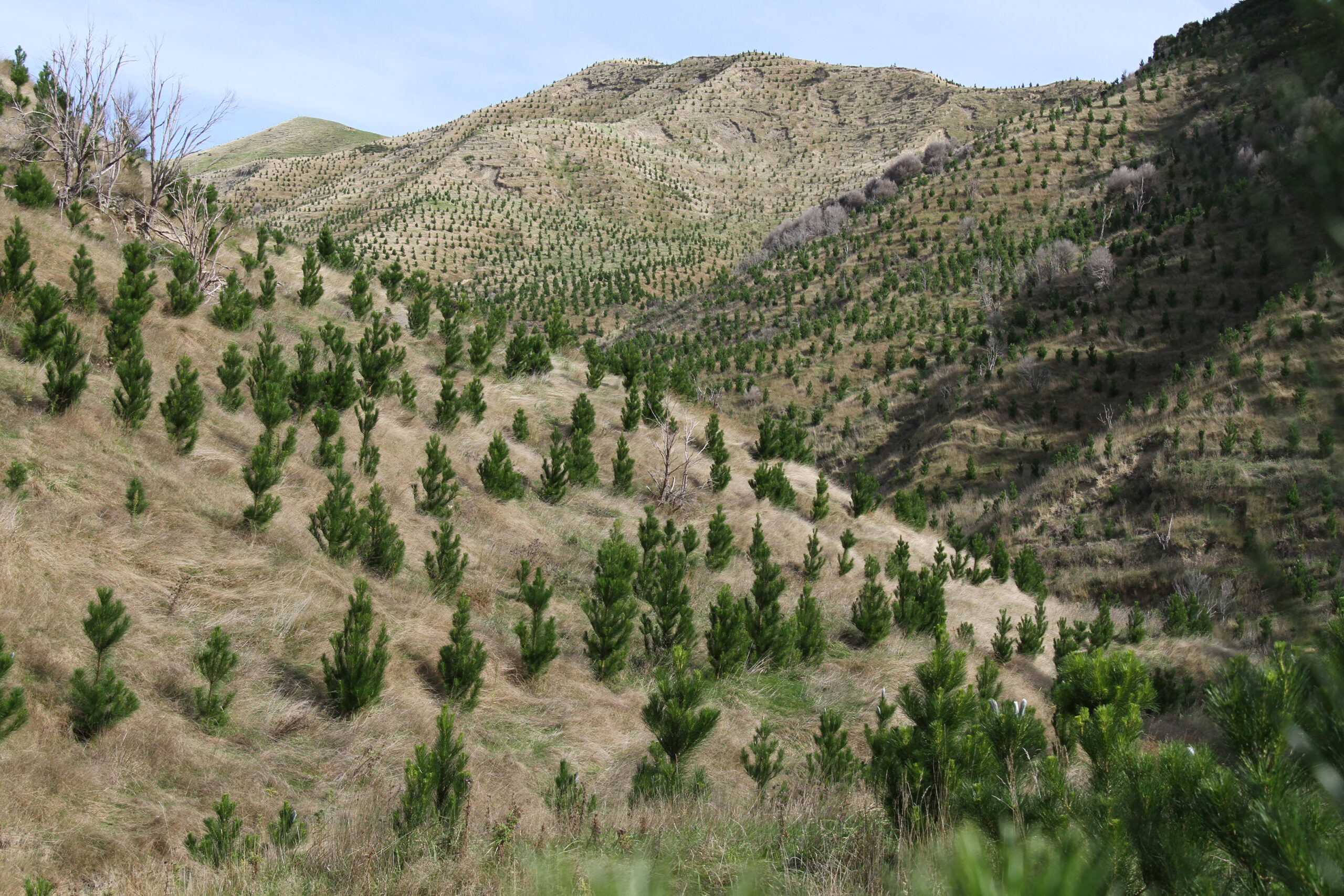 Short rotation forestry knocks down carbon loss