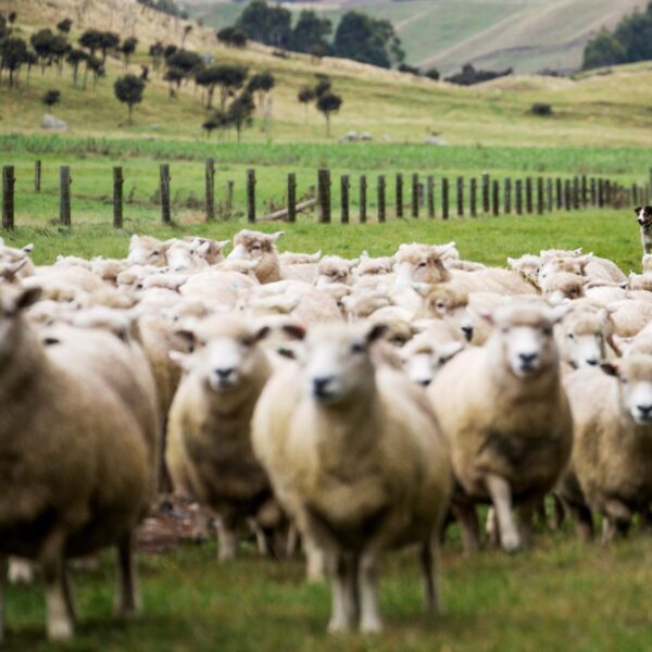 Fonterra opens 2026-27 season with strong forecast