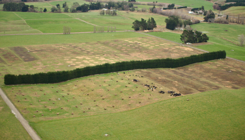 Better hay bale grazing guide released