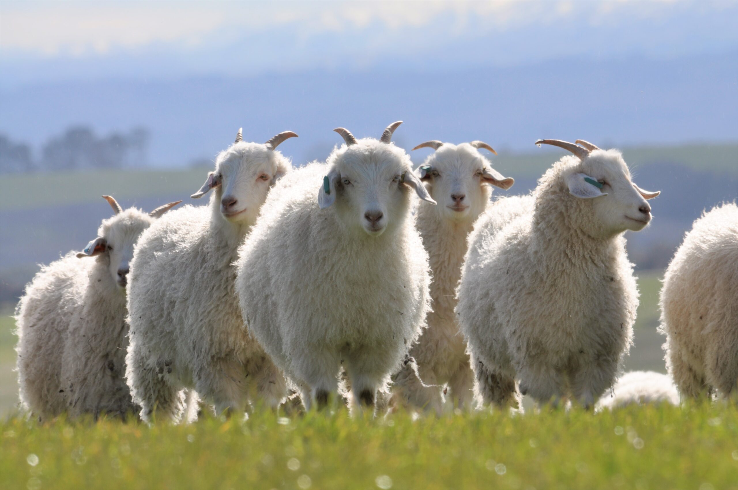 Cashmere goats a profitable soft option