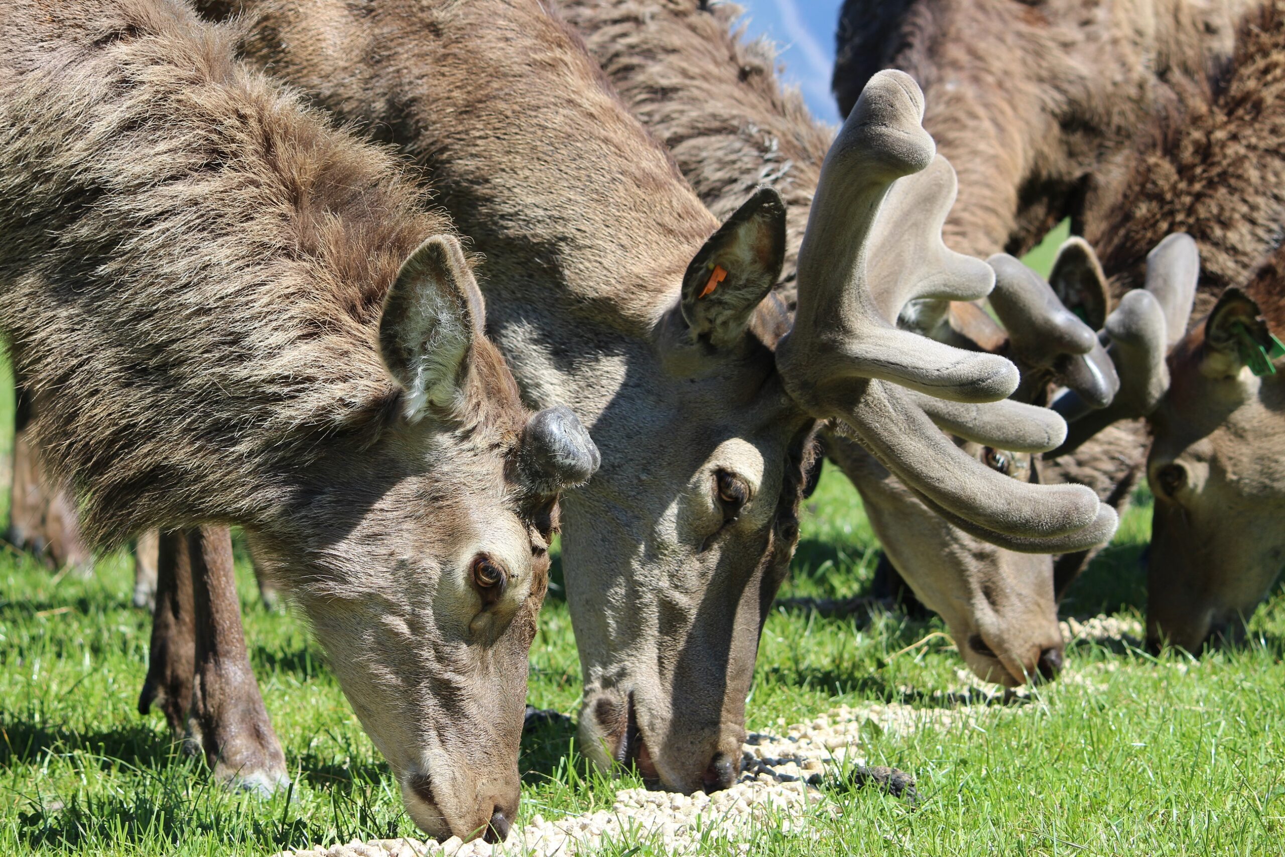 Agreement on frozen velvet finalised