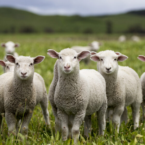 Mega council model may pose risk to rural rights