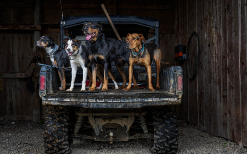 Rounding up the genome of NZ’s working dogs