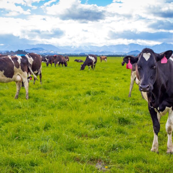 Price peril sounds sour note for NZ dairy