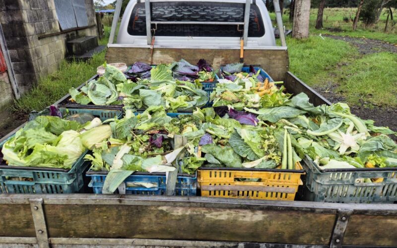 How an Auckland farm increased profitability