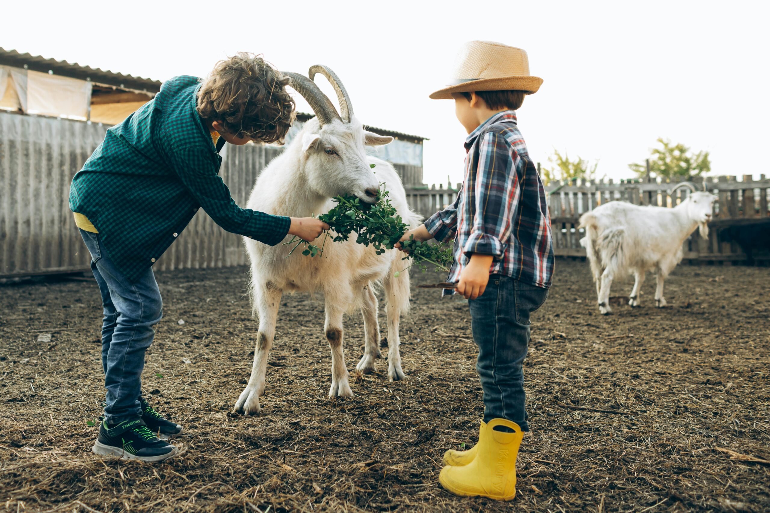‘Kids are part of the farm life’: Labour