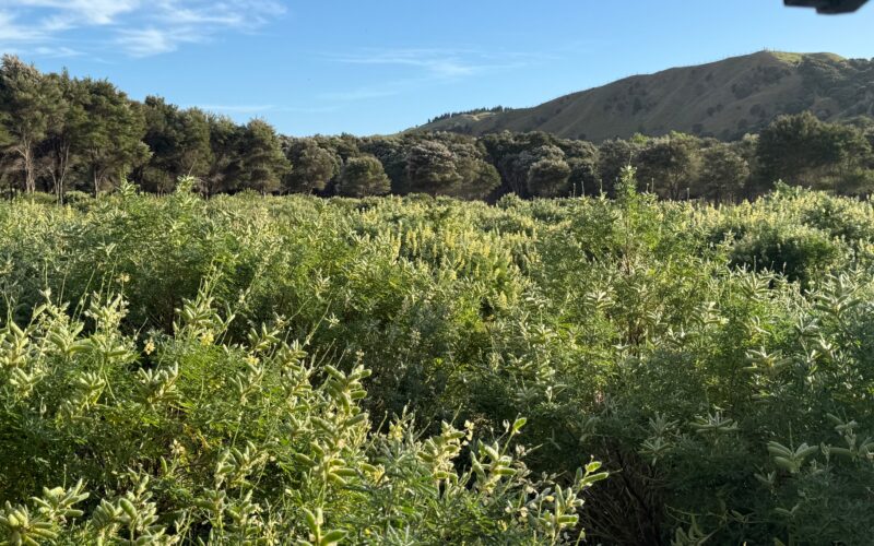 Lupin outbreak overwhelms Wairarapa farm