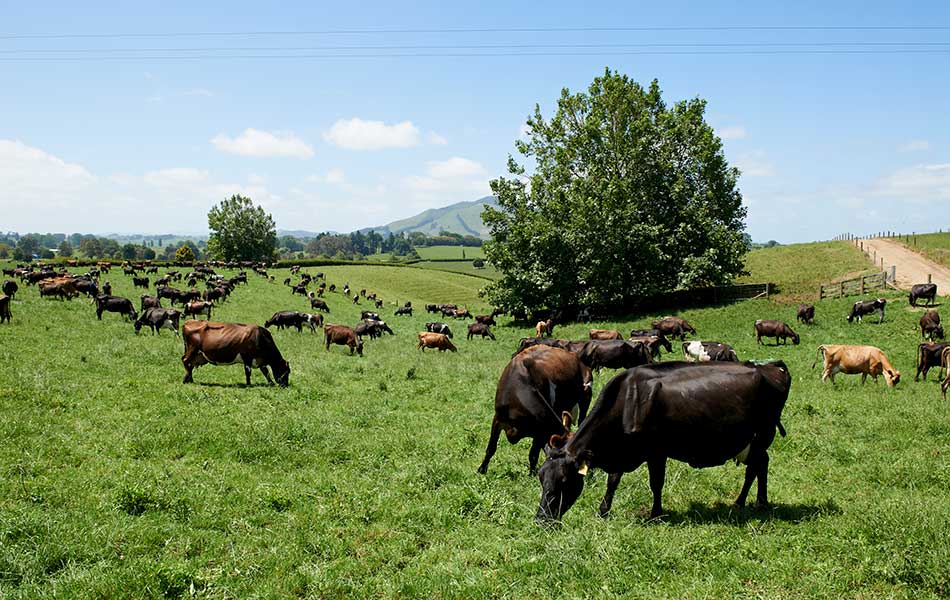Allied Farmers updates NZFL sale news