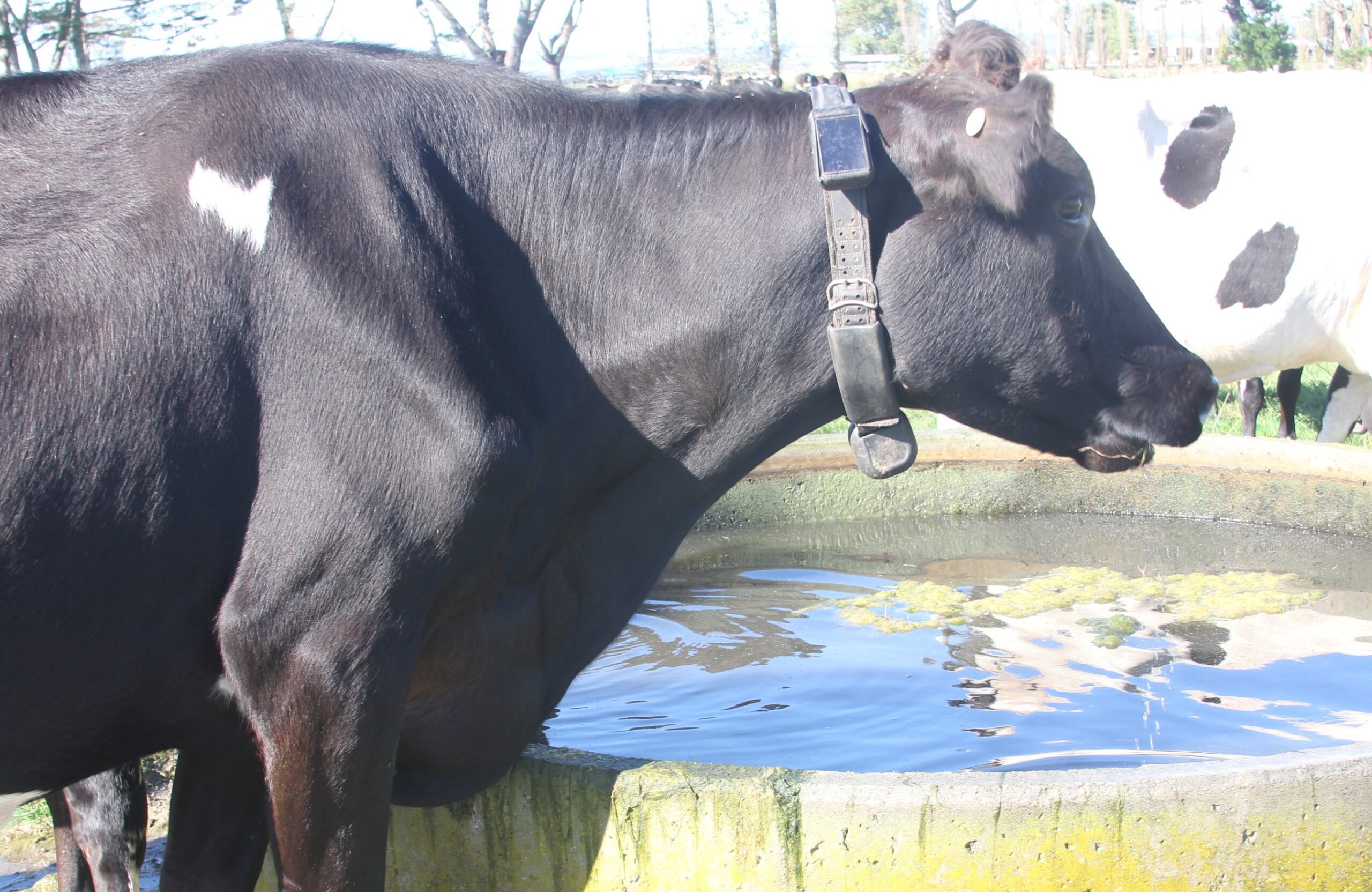 Halter collars bring holiday cheer to the herd