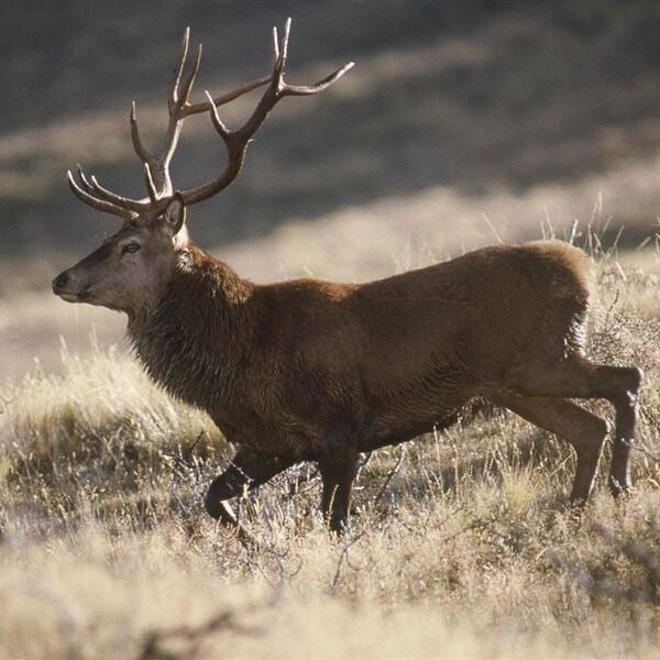 New chair of Climate Change Commission named