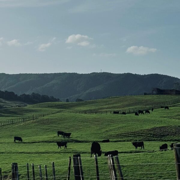 Fallout continues from NZ Wagyu liquidation