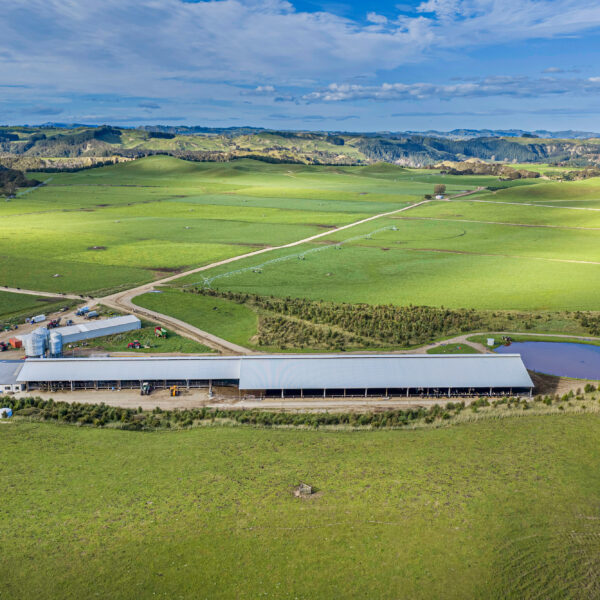 Visa crunch coming for dairy workers