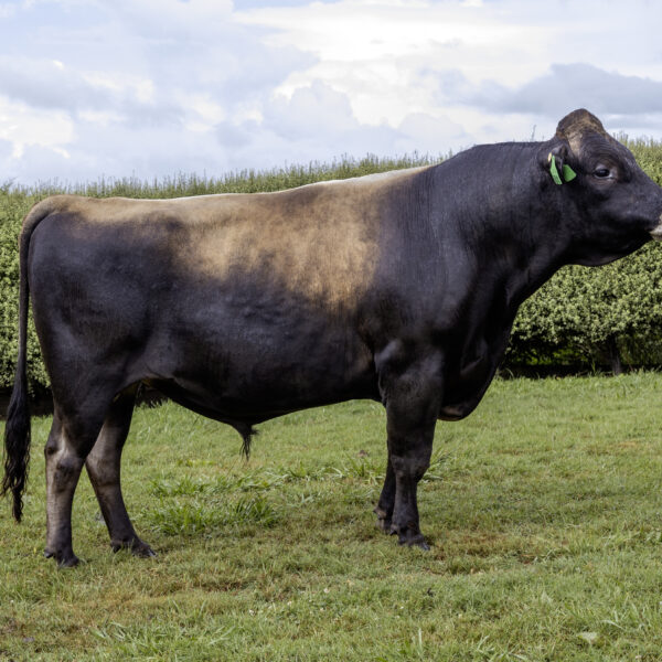 Excelsior named sire of the season