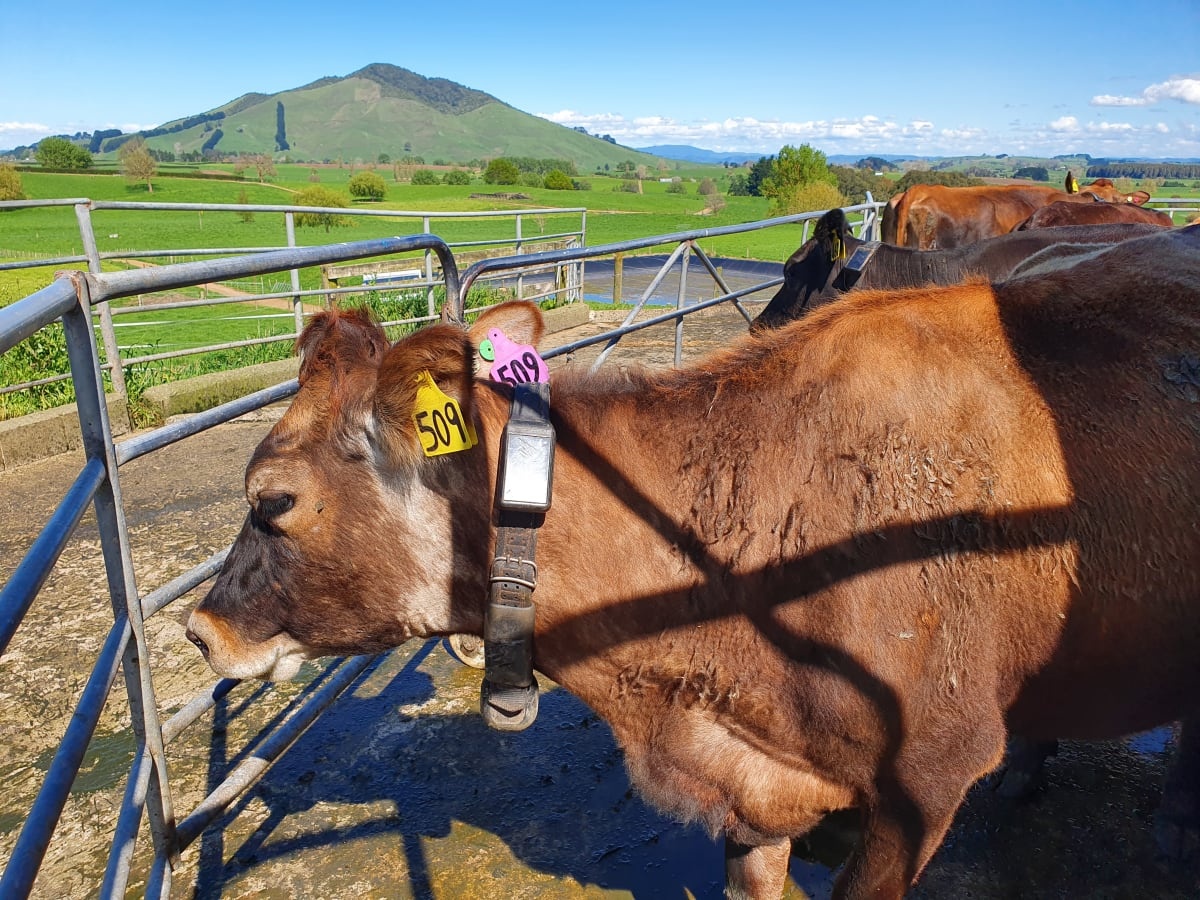 Farmers divided over virtual fencing, wearable technology
