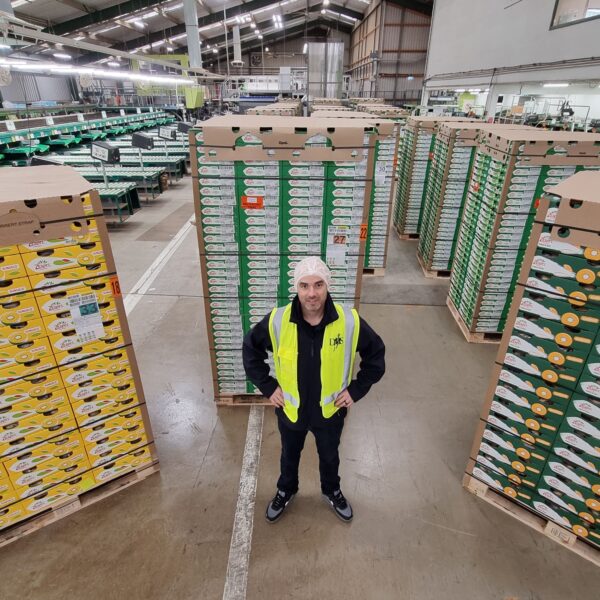 Seeka kiwifruit harvest settles down after boom years