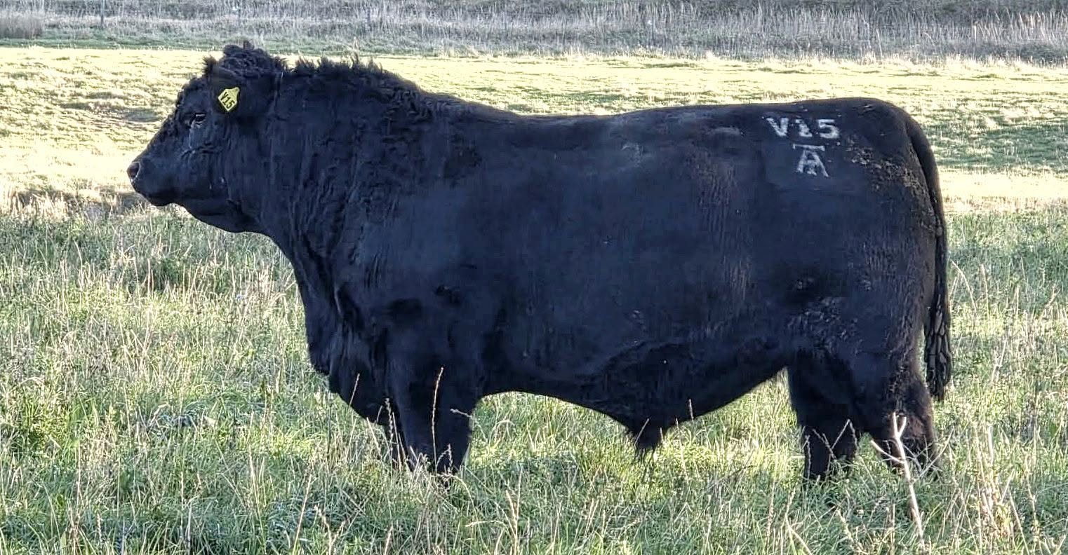 Angus bull sets record with $168,000 tag