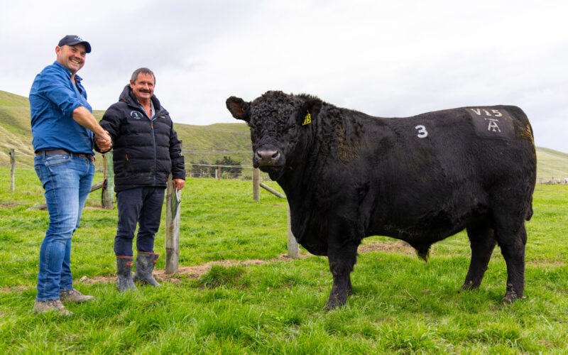 Breed records, positive market buoy bull sales