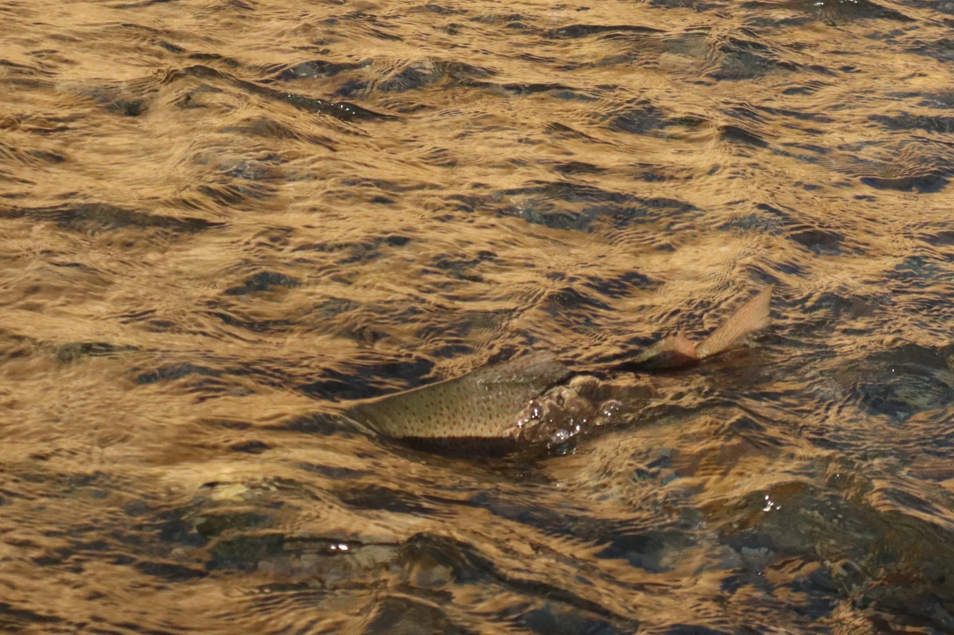 Trout and salmon count underway
