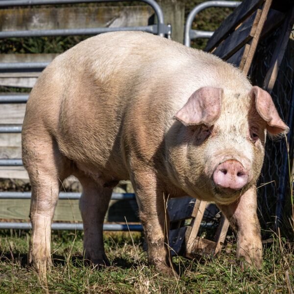 Donald the Pig sells at auction after daring highway escape